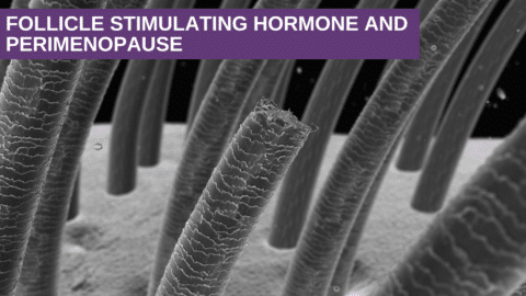 Follicle Stimulating Hormone and Perimenopause - Genesis Gold