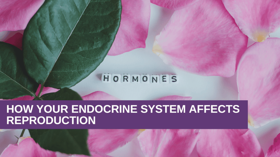 How Your Endocrine System Affects Reproduction - Genesis Gold