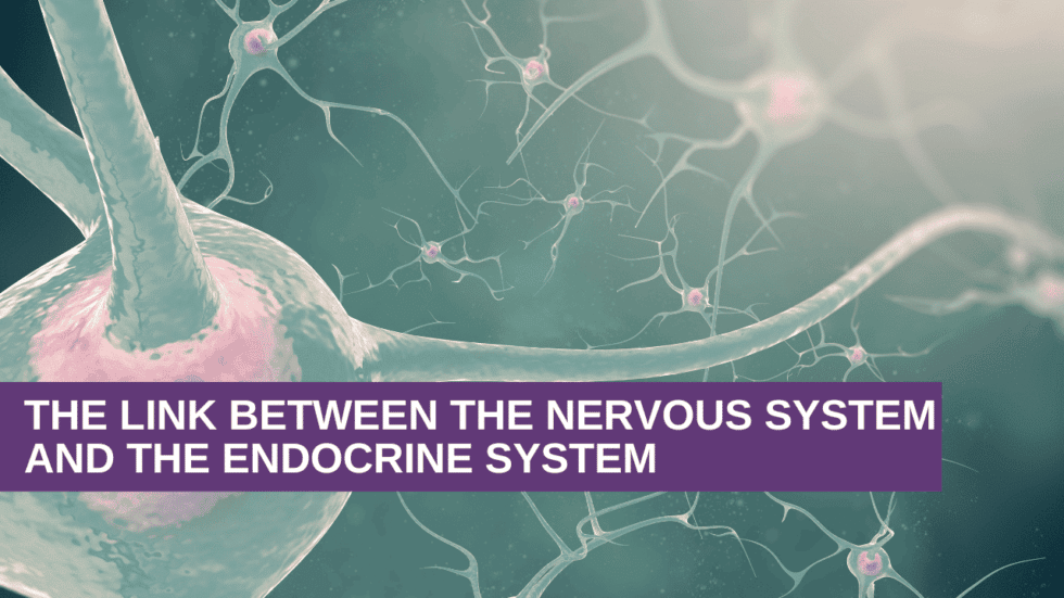 Nervous System and Endocrine System Connection | Genesis Gold®
