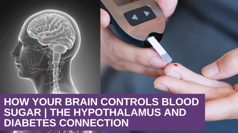How Your Brain Controls Blood Sugar | The Hypothalamus and Diabetes ...